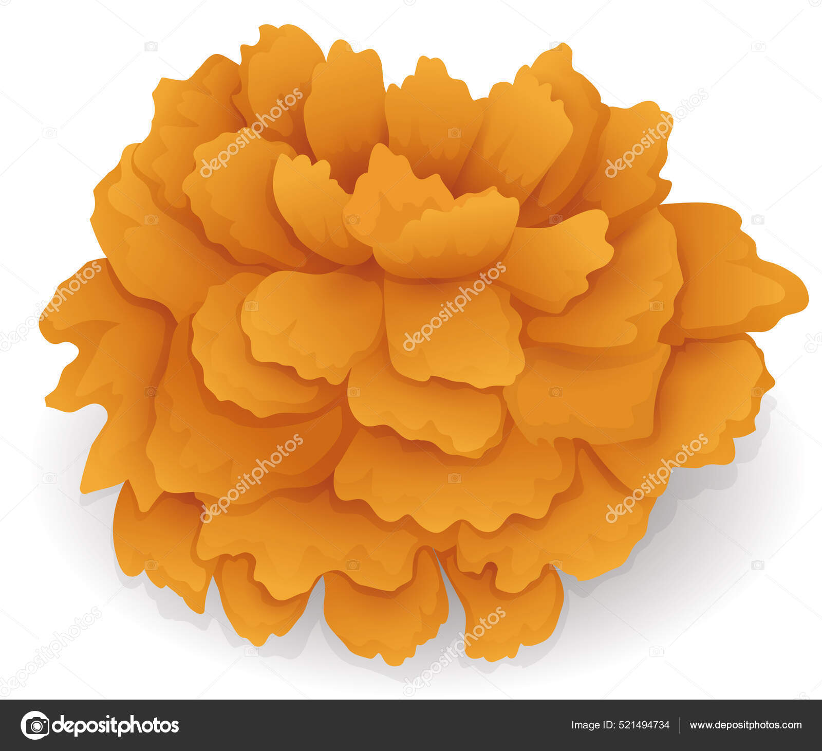 Beautiful Marigold Flower Cempasuchil Mexican Culture Isolated White ...