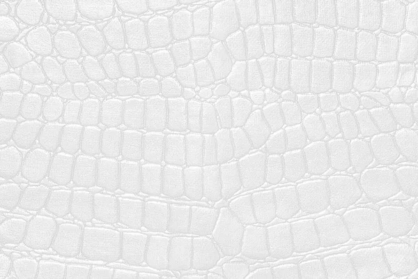 White crocodile texture Stock Photos, Royalty Free White crocodile ...