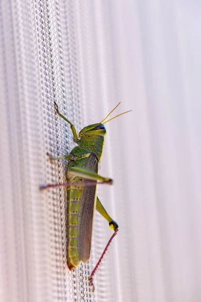 Window insect screen Stock Photos, Royalty Free Window insect screen ...