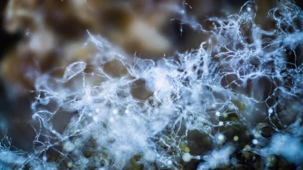 547 Microbial Videos, Royalty-free Stock Microbial Footage | Depositphotos