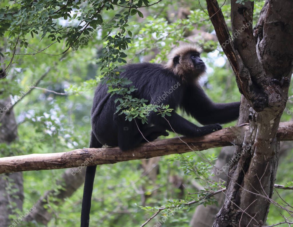 reacción de monos macacos de cola de león 2022