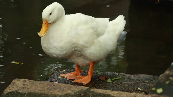 Streamer duck Stock Photos, Royalty Free Streamer duck Images ...