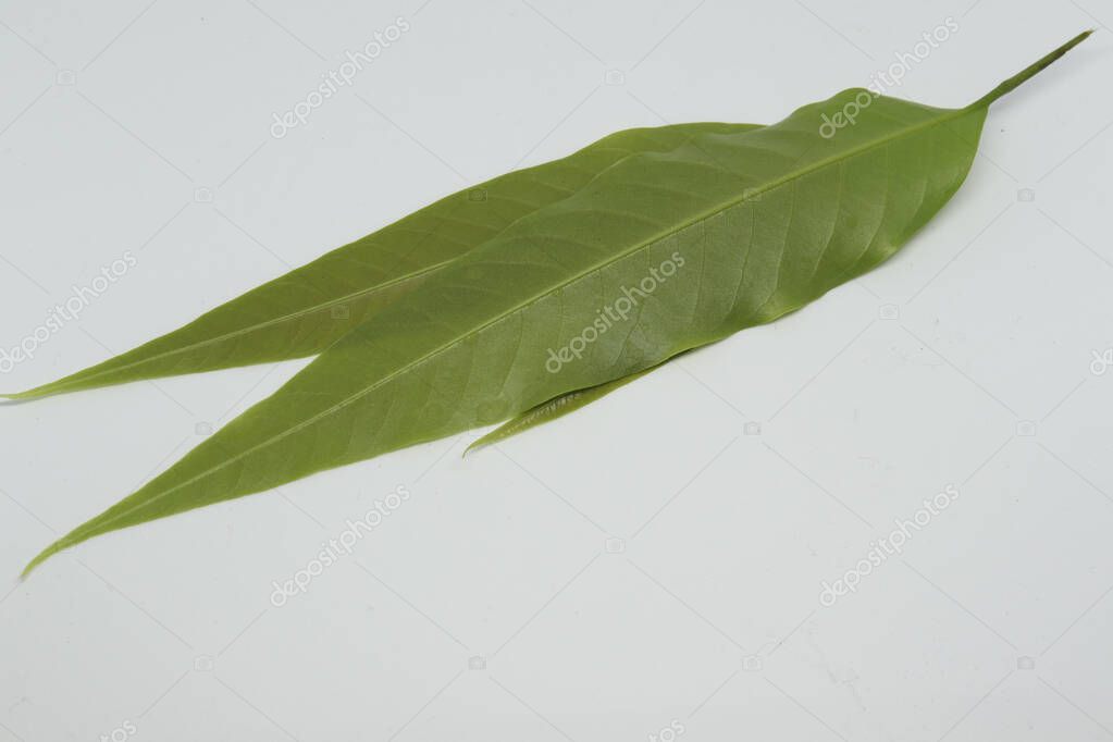 Polyalthia longifolia var pendula - leaves, Monoon longifolium. con ...