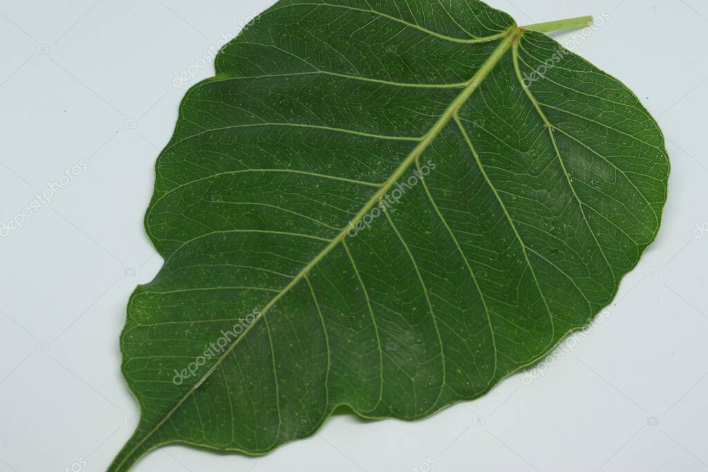 Hoja de árbol pipal. con fondo blanco 2024