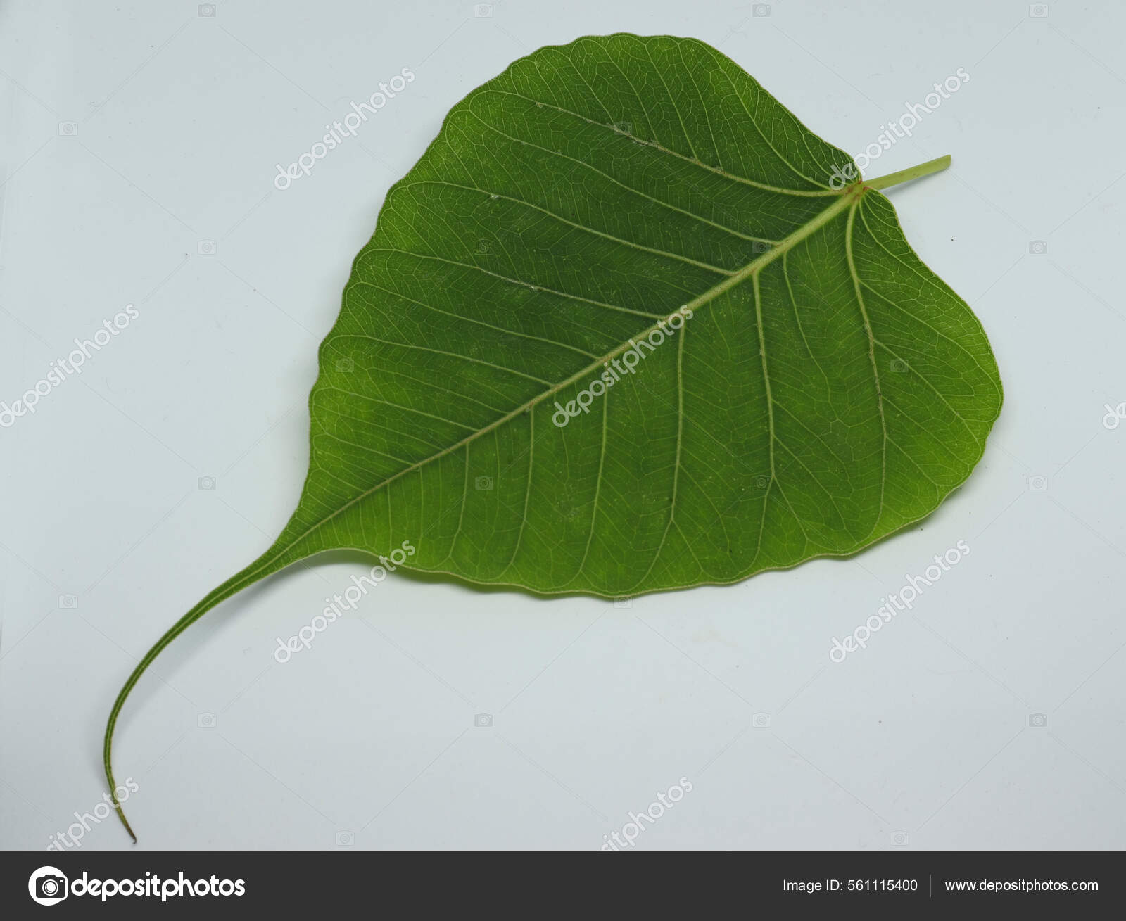 Pipal Tree Ficus Religiosa Leaf White Background Stock Photo by ...