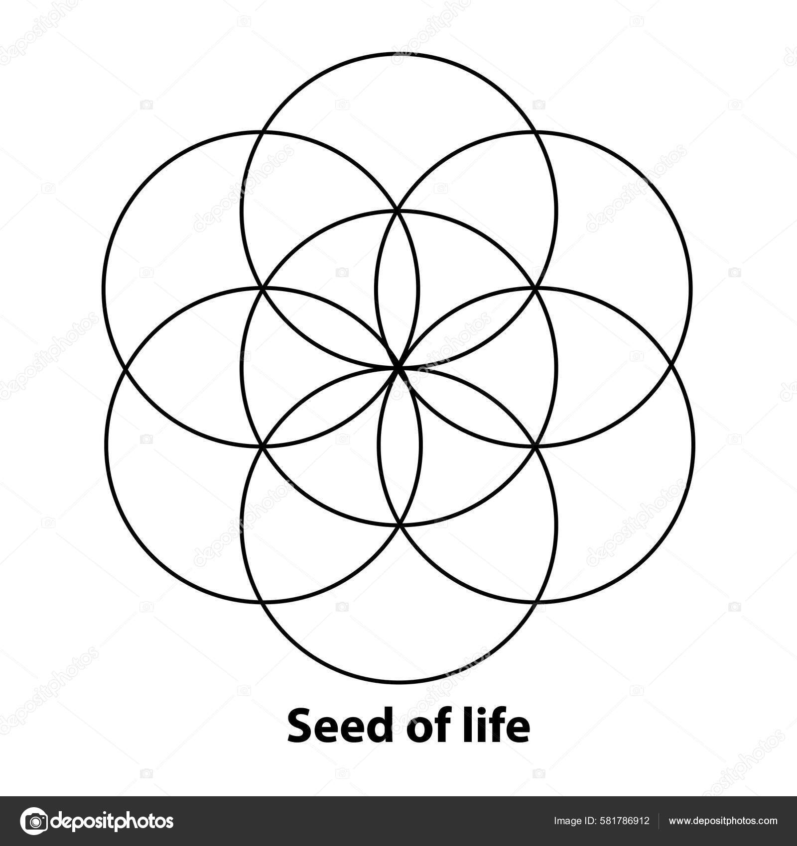 Flor Vida Semilla Huevo Vida Desarrollo Figuras Geométricas Símbolos ...