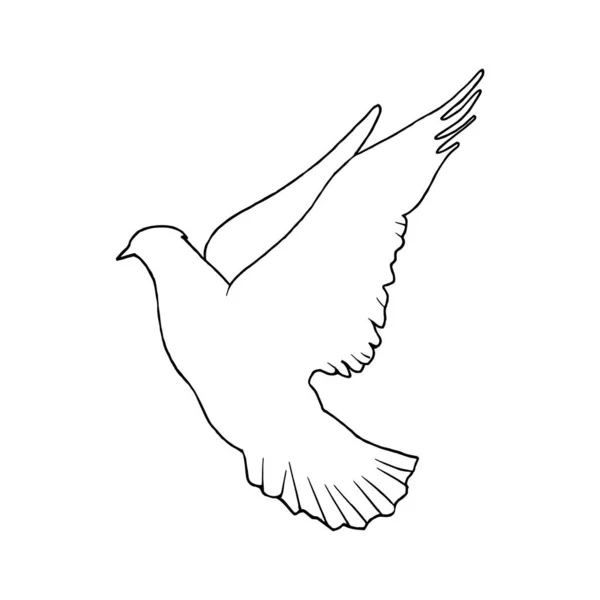 Duif tekening vectorafbeeldingen, illustraties en clipart | Depositphotos