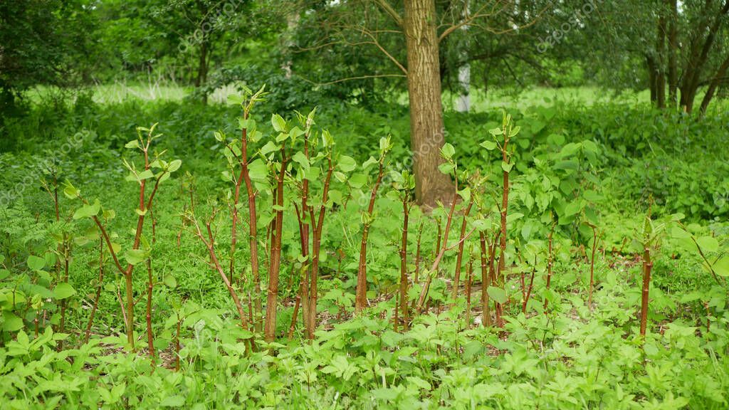 Gatecrasher flowers knotweed Japonés, invasor expansivo especies de plantas peligrosas hoja ...