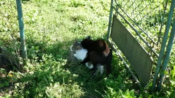 48 Cats mating Stock Videos, 4K & HD Footage | Depositphotos