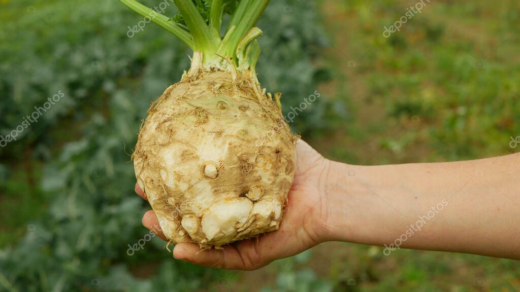 Campo de apio bio Apium graveolens rapaceum detalle mano raíz perilla ...