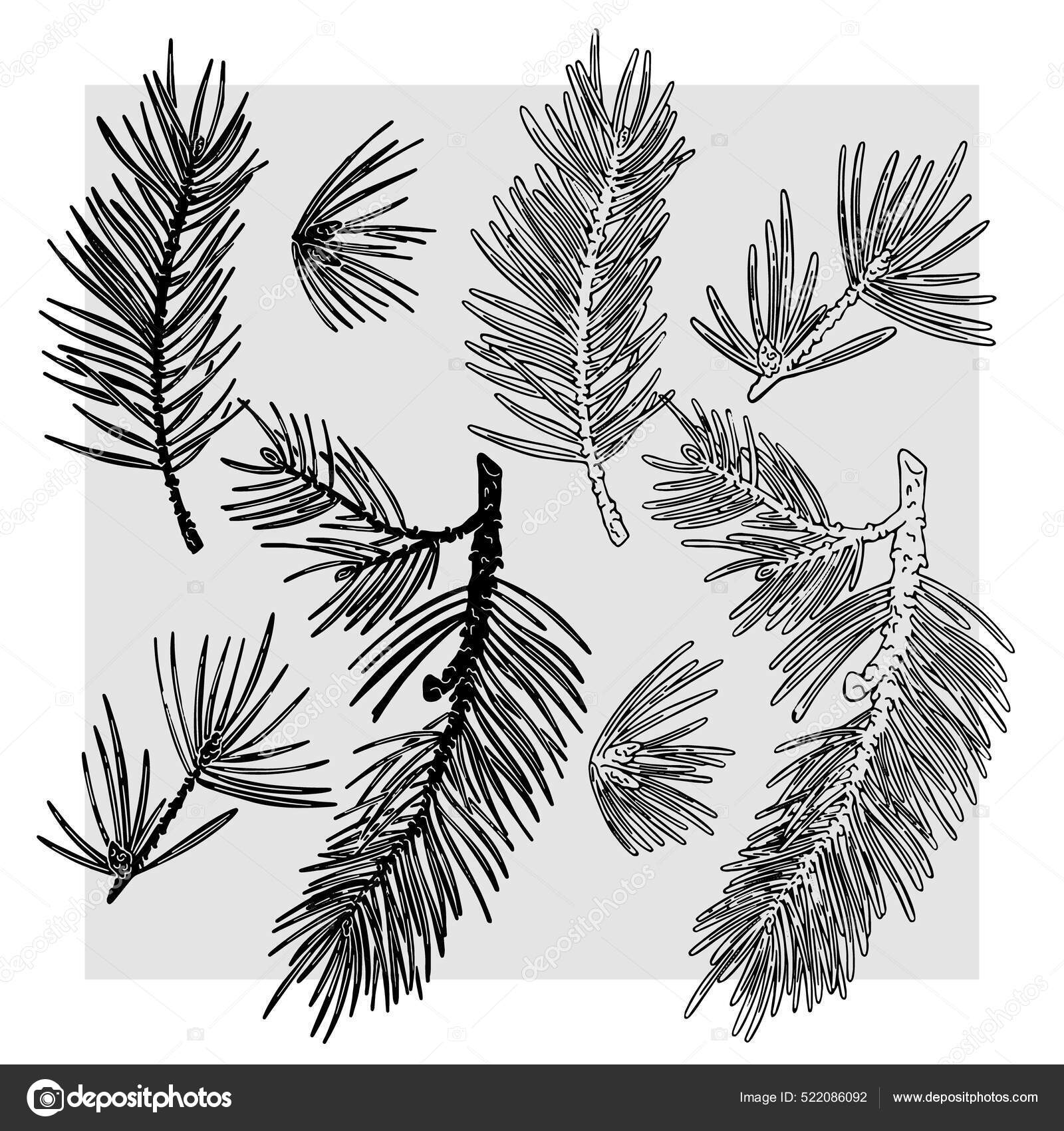 Spruce Branches Drawn Black Line Form Transparent Gray Background ...