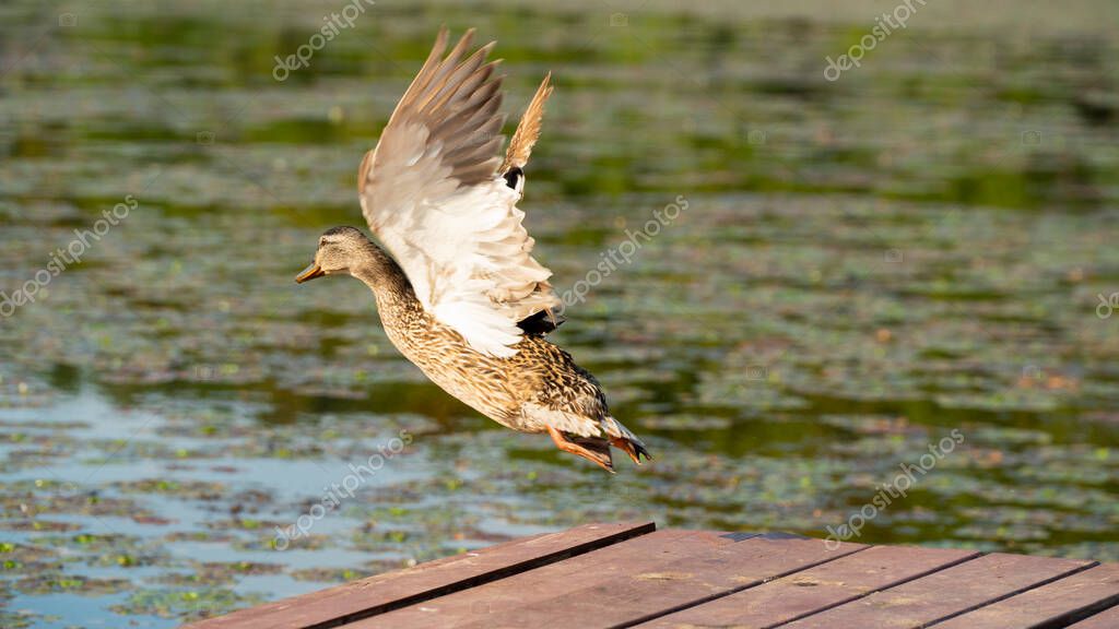 Pato salvaje saltando al lago. Pato salvaje con alas abiertas. Foto de ...