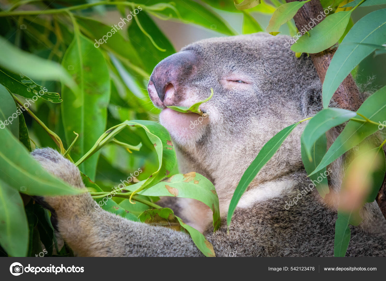 Koala Having Look Bliss Eats Eucalyptus Leaves Tree Australia — Stock Photo © jodien777 #542123478