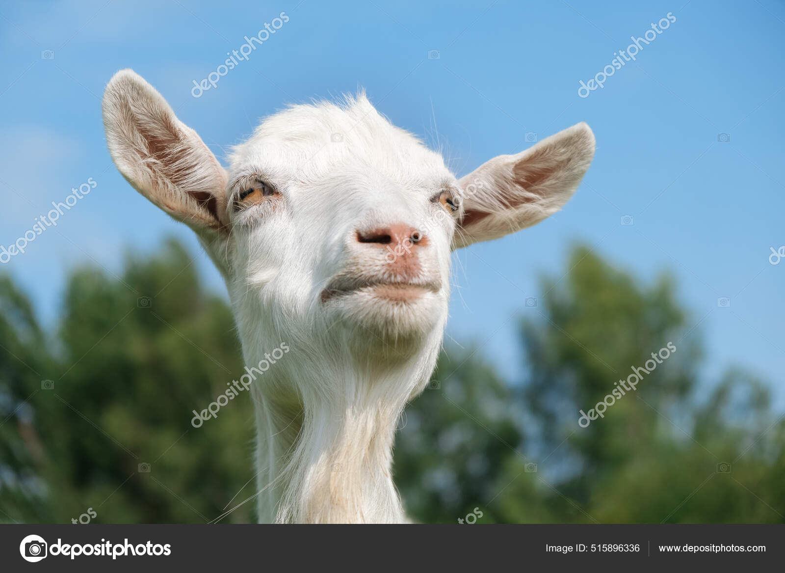 Funny Goat Face