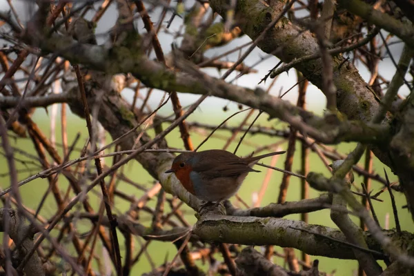 Redbreast Stock Photos, Royalty Free Redbreast Images | Depositphotos