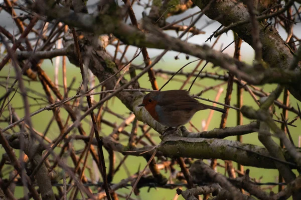 Fotos de Aves twittering, Imagens de Aves twittering sem royalties ...
