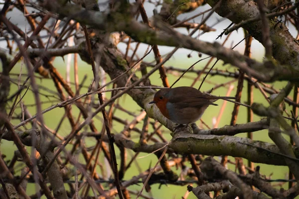 Red breast Stock Photos, Royalty Free Red breast Images | Depositphotos