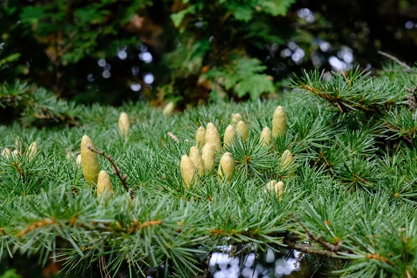 Pinophyta conifers Stock Photos, Royalty Free Pinophyta conifers Images ...