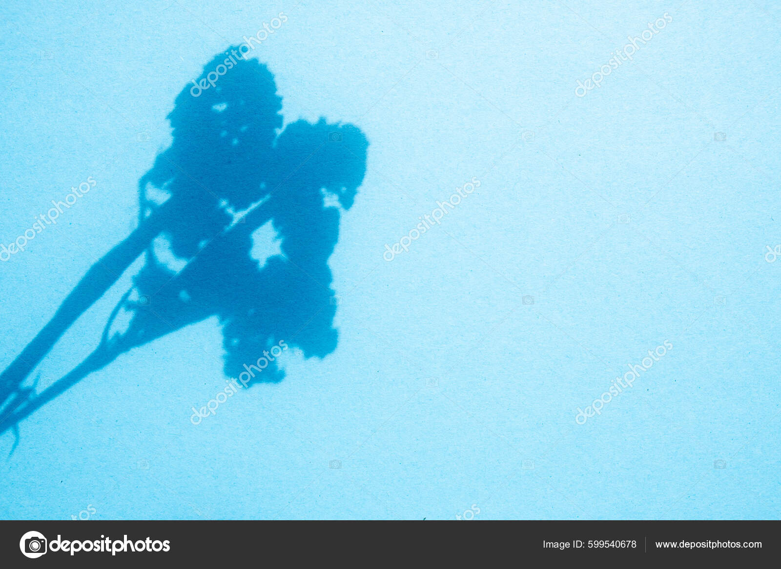 Shadow Flowers Blue Background — Stock Photo © mediasoul.studio@gmail ...