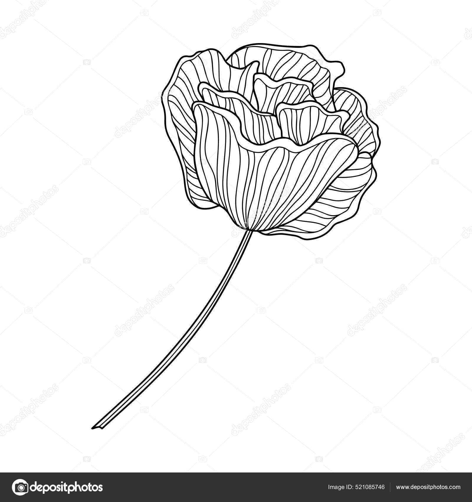 Rose Flower Isolated White Hand Drawn Line Vector Stock Illustration By