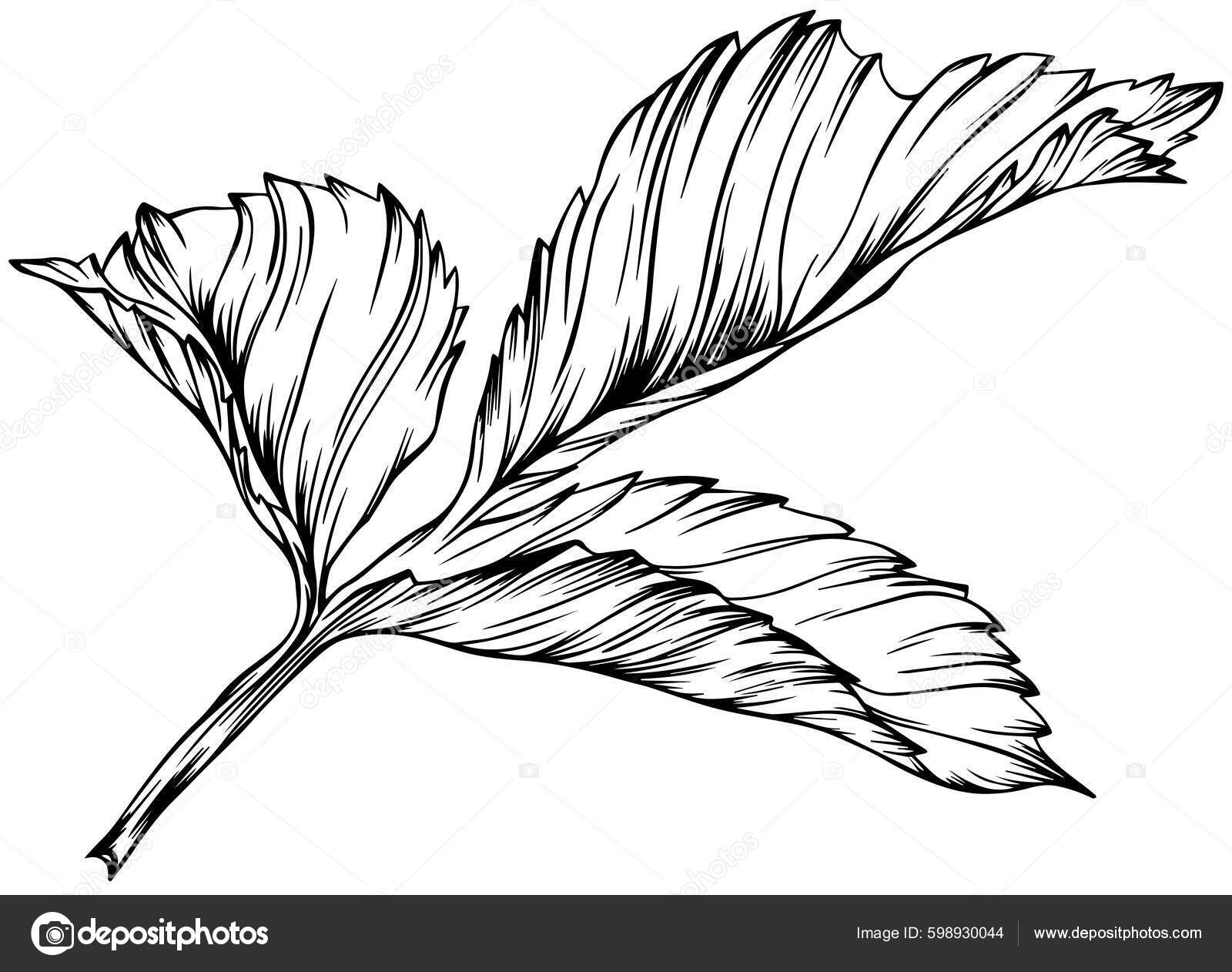 Rose Leaf Isolated White Hand Drawn Line Vector Illustration Eps Stock ...