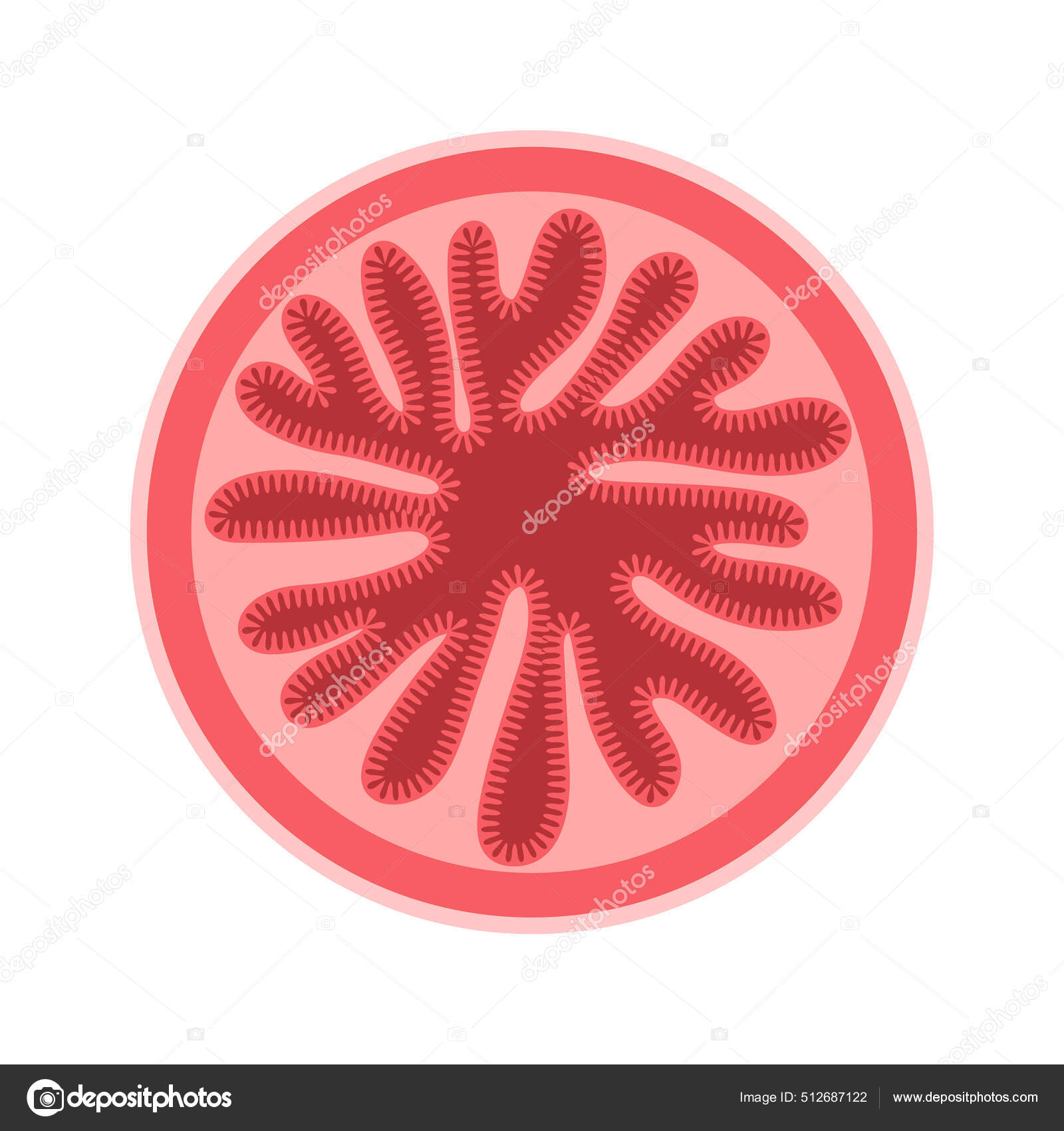 Small intestine cross section Stock Vector Image by ©Pikovit #512687122