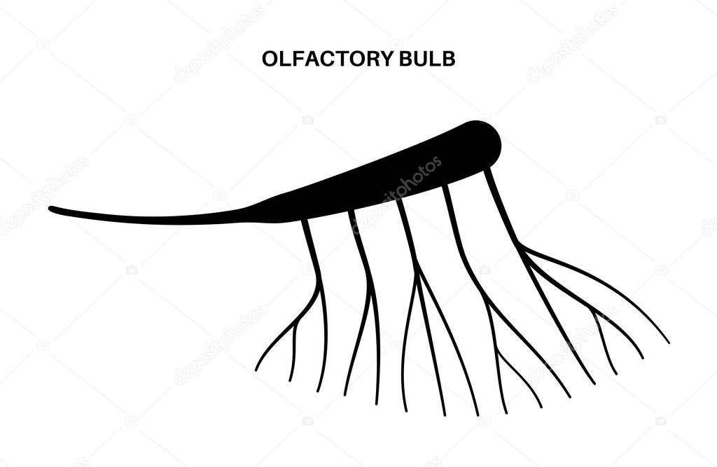 Anatomía Del Nervio Olfativo 2023
