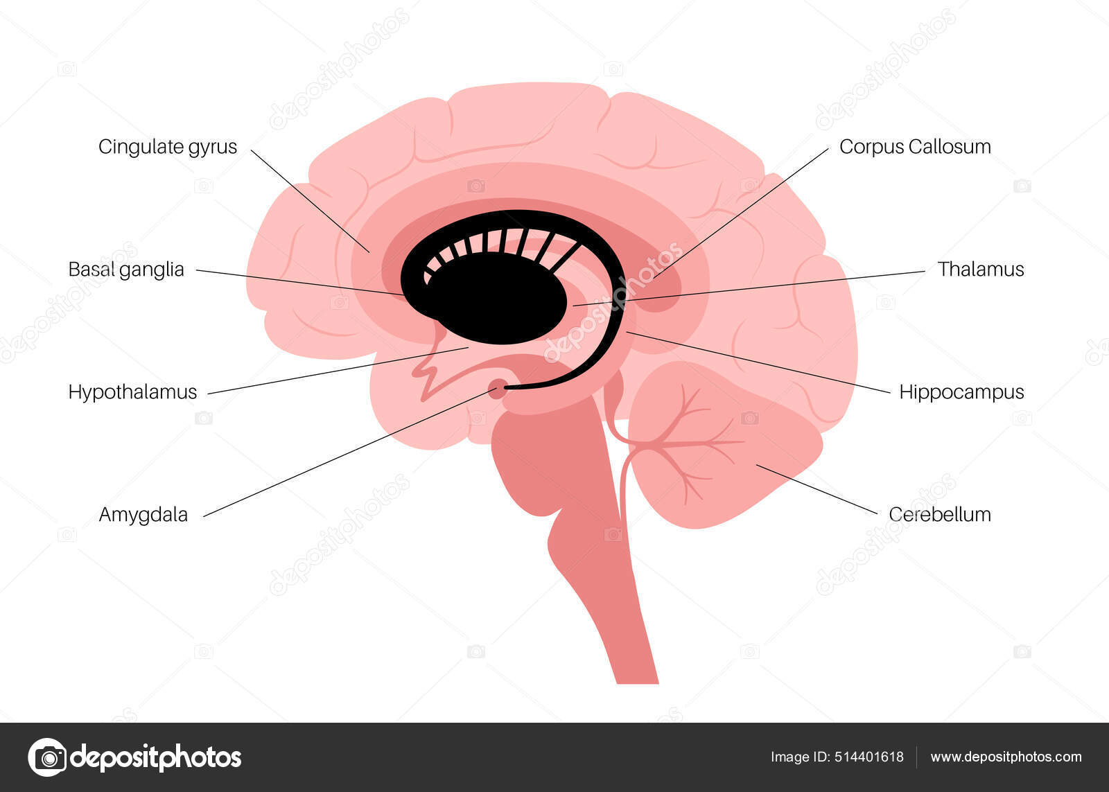 Basal ganglia anatomy Stock Vector by ©Pikovit 514401618