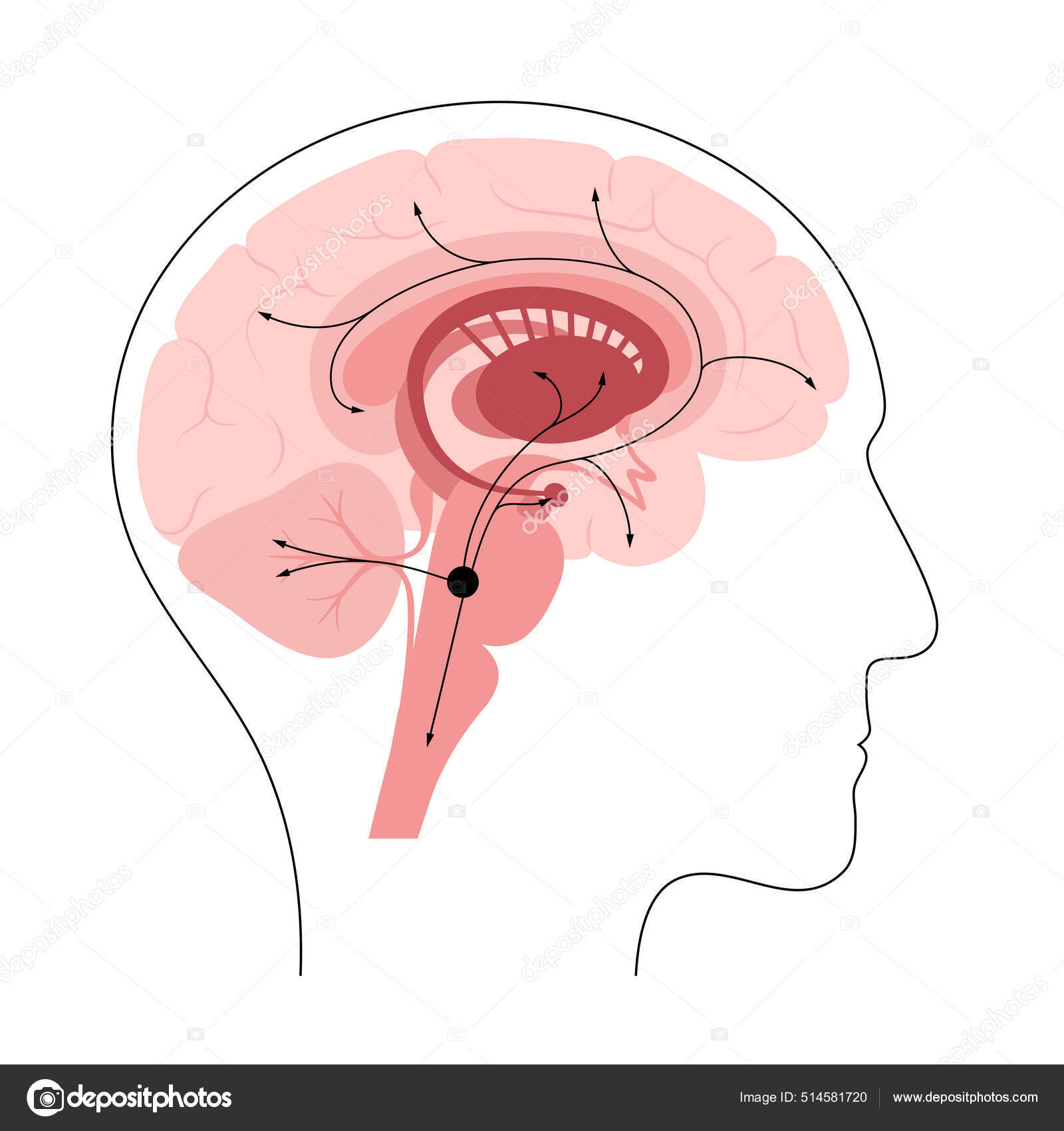 Norepinephrine hormone pathway Stock Vector by ©Pikovit 514581720