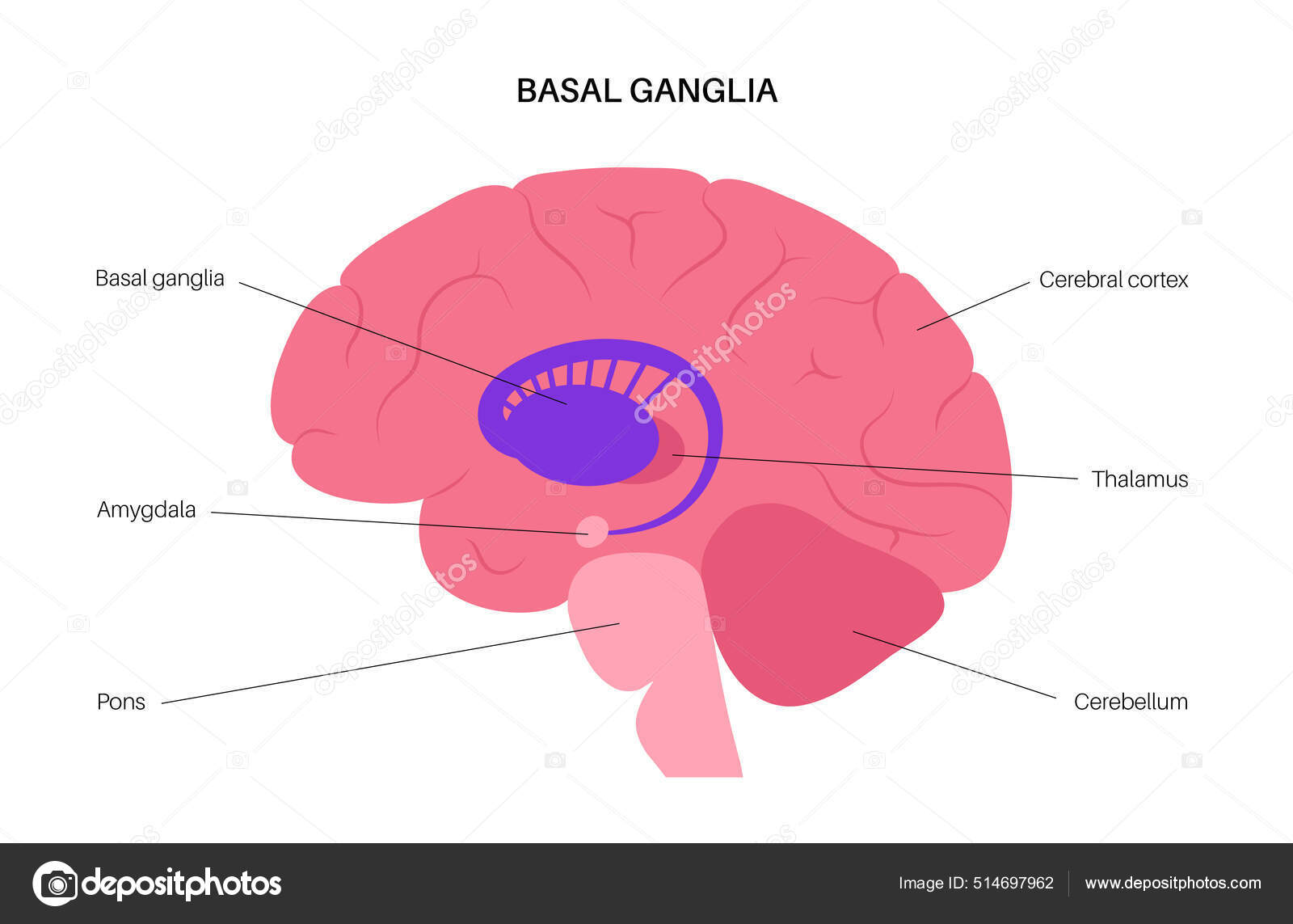 Anatomía de los ganglios basales Vector de stock por ©Pikovit 514697962