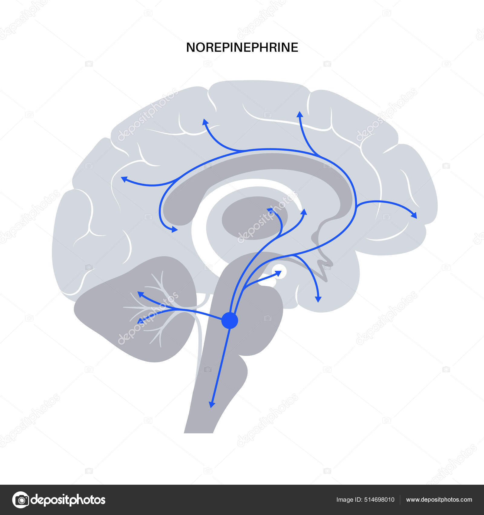 Norepinephrine hormone pathway Stock Vector Image by ©Pikovit #514698010