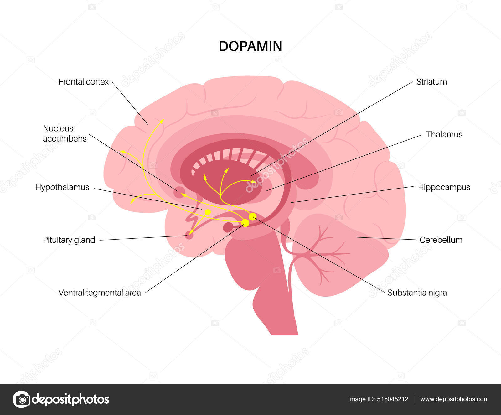 Concepto de vía de dopamina Vector de stock #515045212 de ©Pikovit