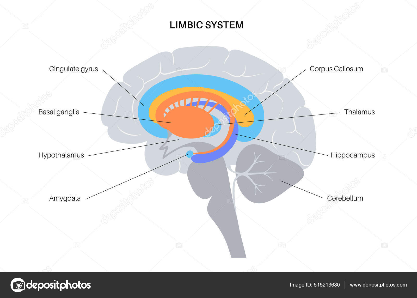 Brain limbic system Stock Vector by ©Pikovit 515213680