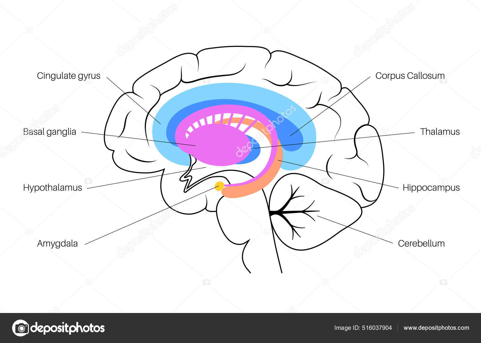 Brain Limbic System Diagram