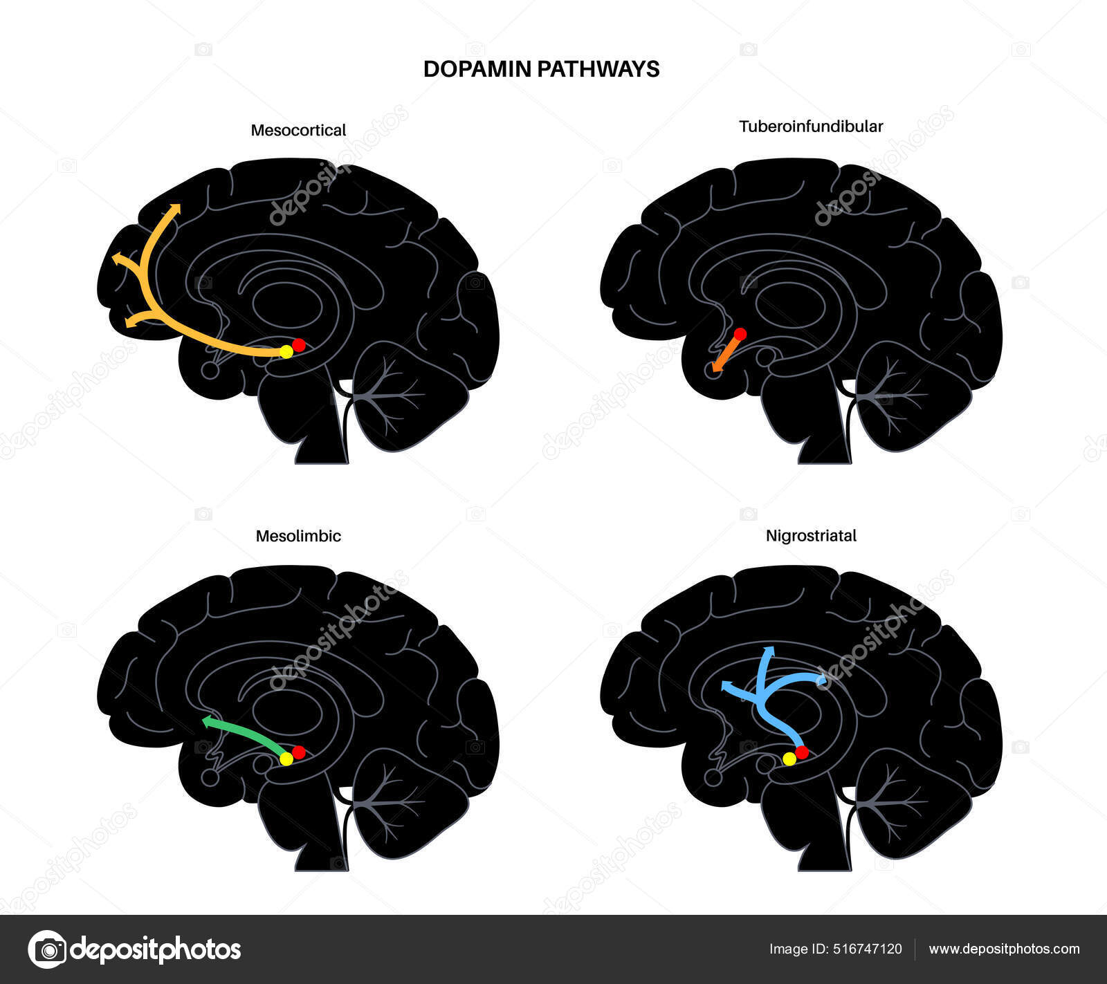 Dopamine pathway concept Stock Vector Image by ©Pikovit #516747120