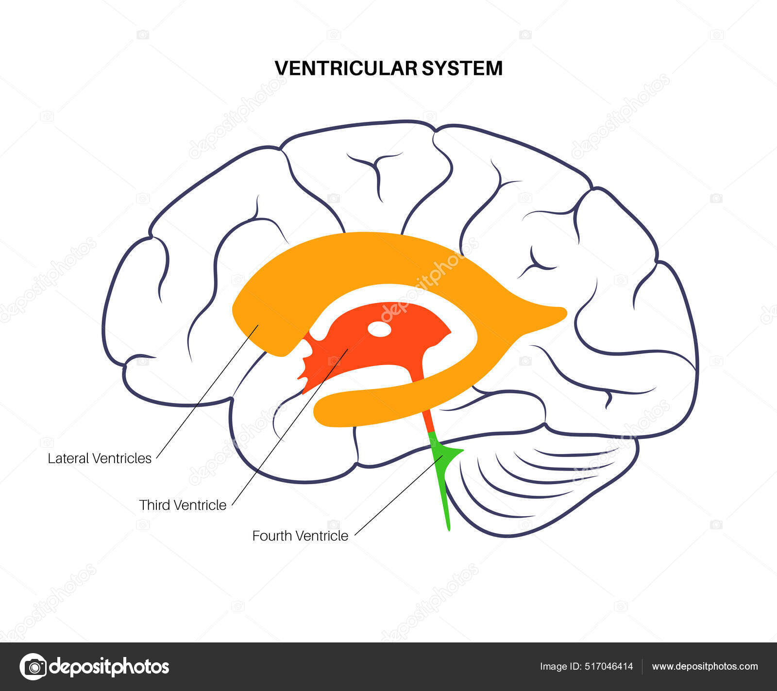 Ventricular system anatomy Stock Vector Image by ©Pikovit #517046414