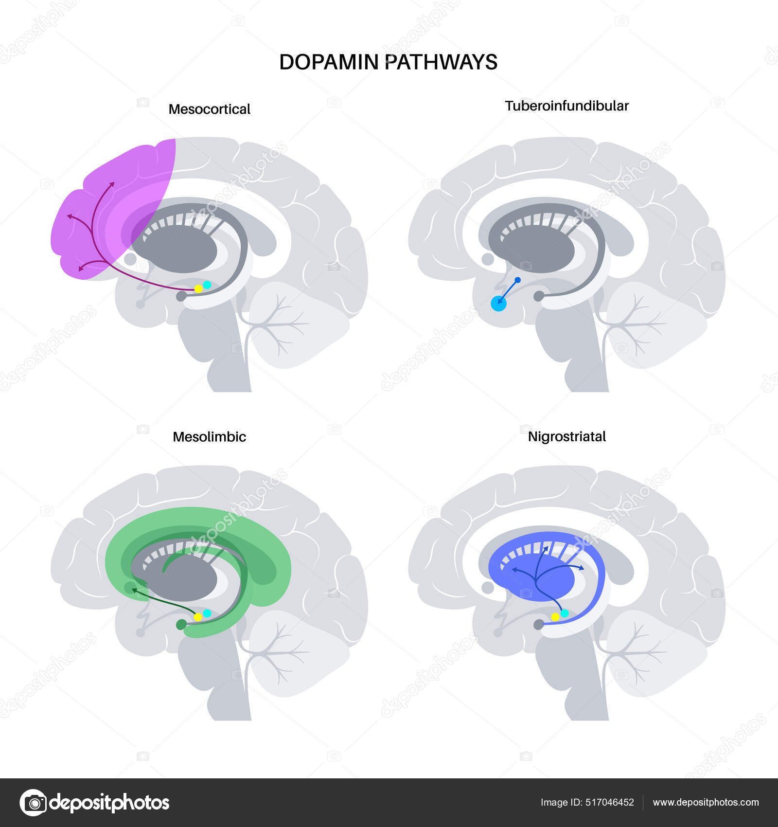 Concepto de vía de dopamina vector, gráfico vectorial © Pikovit imagen ... Concepto de vía de dopamina vector, gráfico vectorial © Pikovit imagen ...