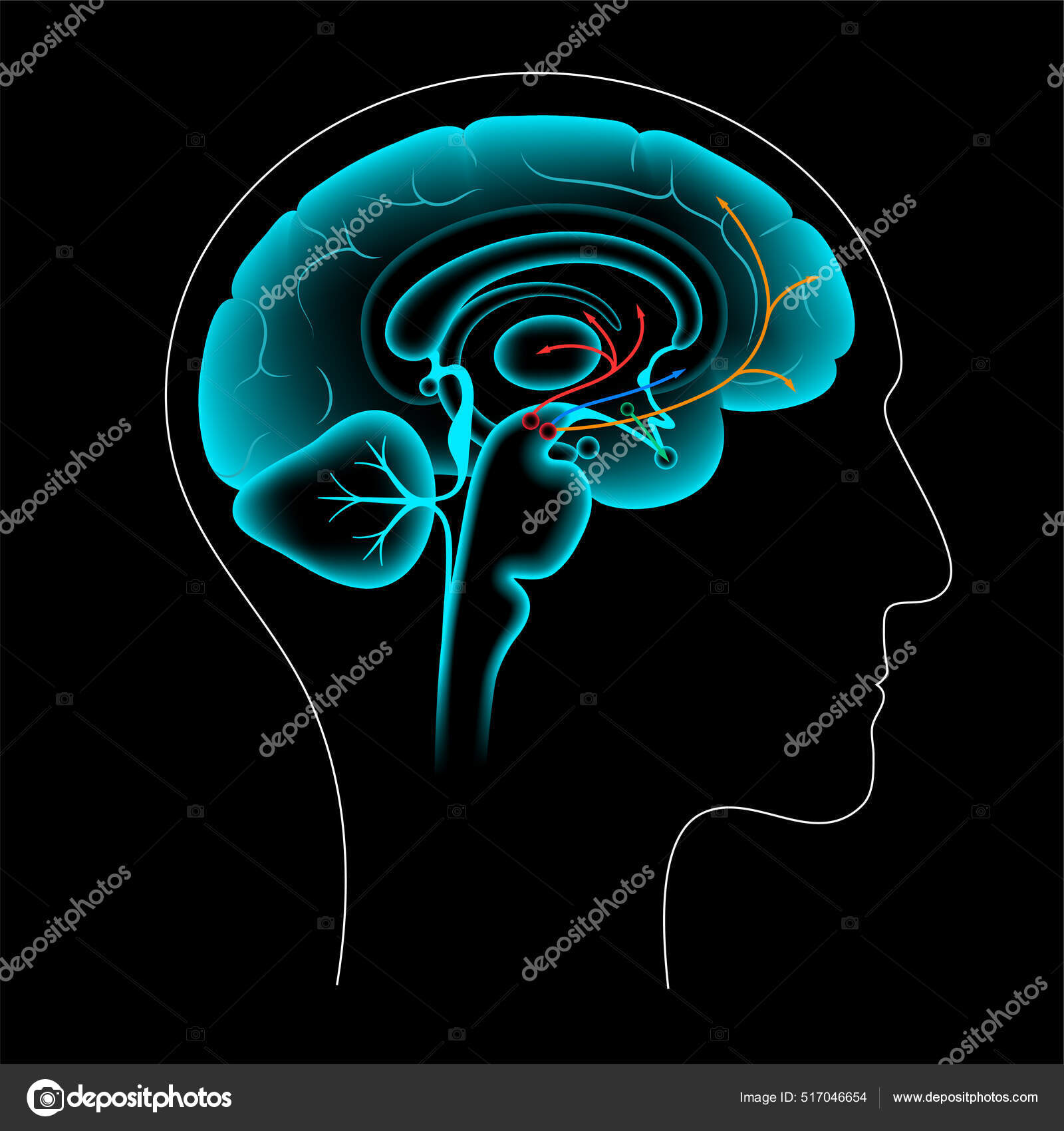 Dopamine pathway concept Stock Vector Image by ©Pikovit #517046654