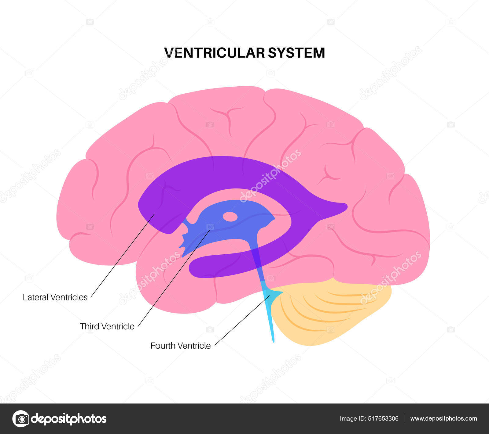 Ventricular system anatomy Stock Vector Image by ©Pikovit #517653306