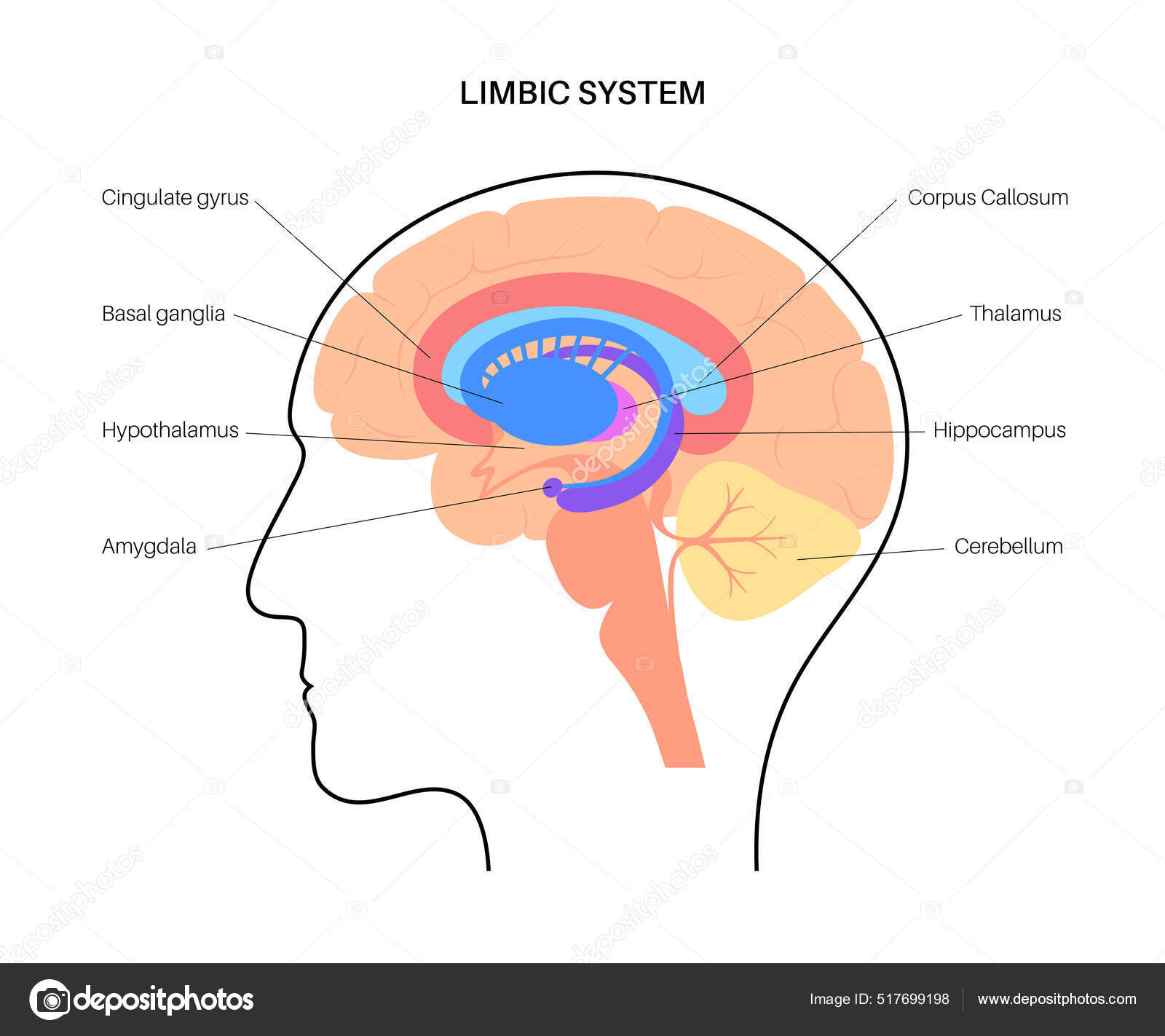 Limbic System 3d