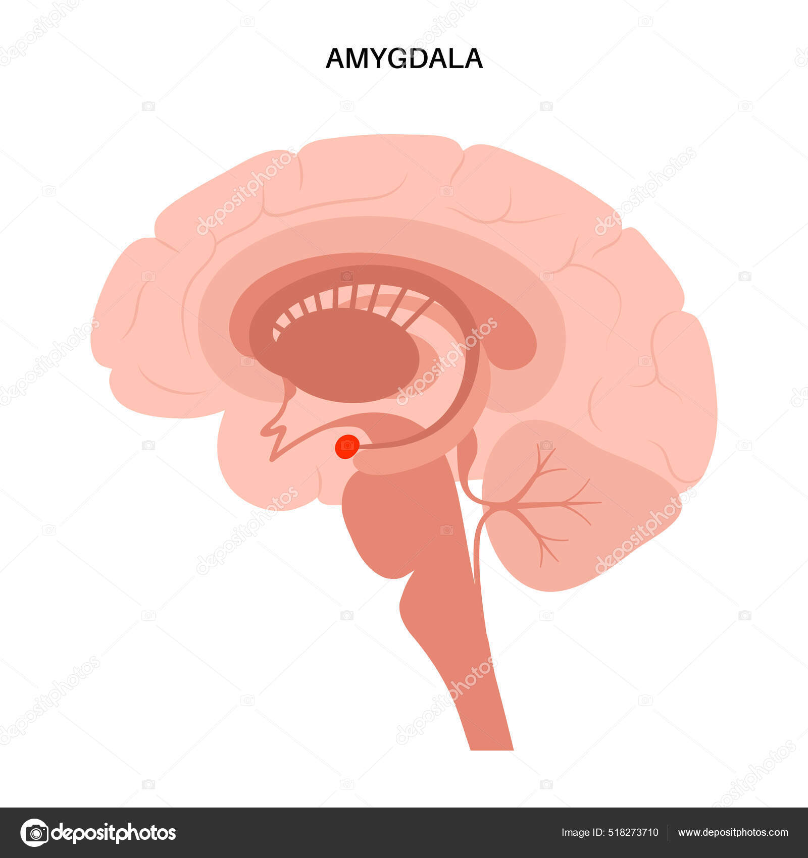 Brain amygdala anatomy Stock Vector Image by ©Pikovit #518273710