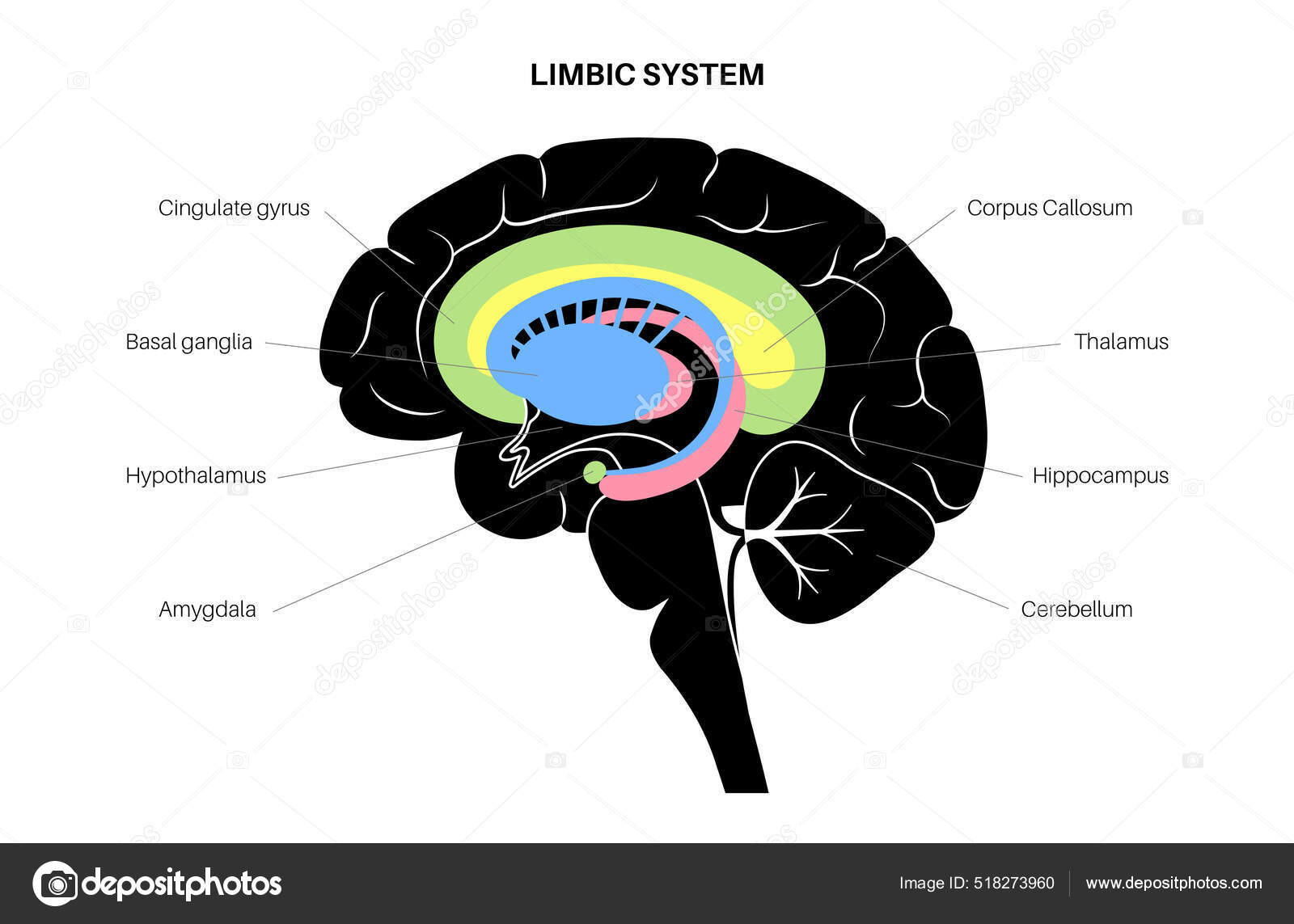 Brain limbic system Stock Vector Image by ©Pikovit #518273960