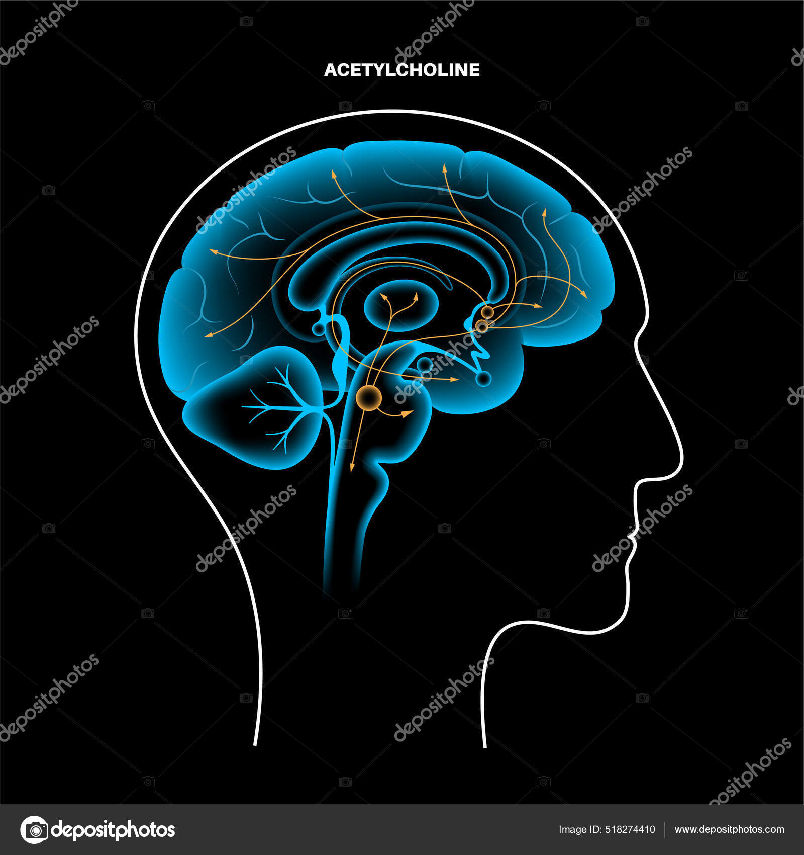 Acetylcholine cholinergic pathway Stock Vector Image by ©Pikovit #518274410