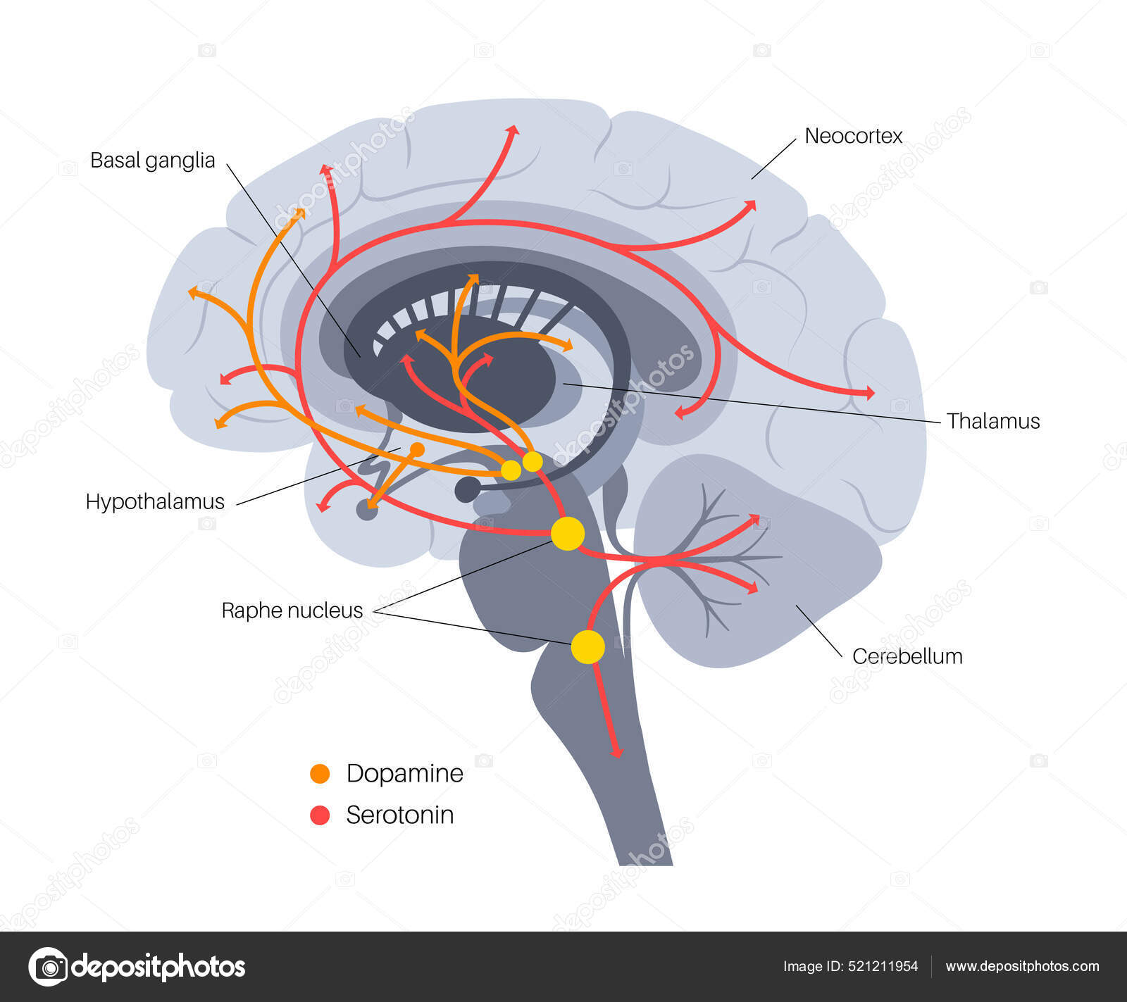Serotonin and dopamine pathway Stock Vector by ©Pikovit 521211954