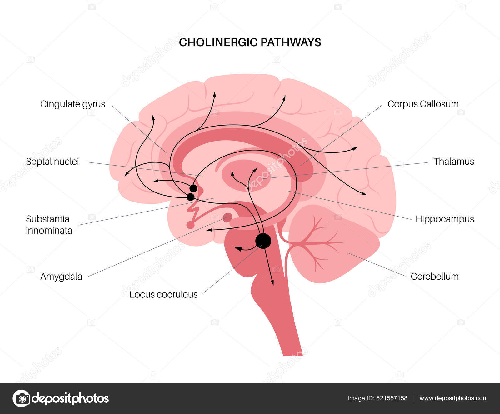 Acetylcholine cholinergic pathway Stock Vector Image by ©Pikovit #521557158