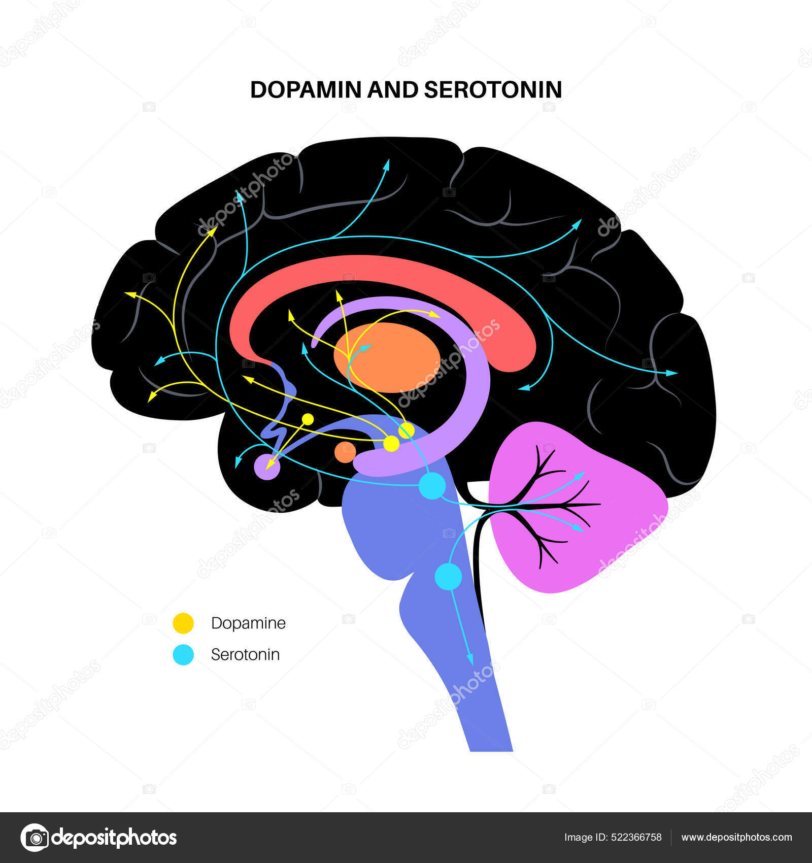 Serotonin and dopamine pathway Stock Vector Image by ©Pikovit #522366758