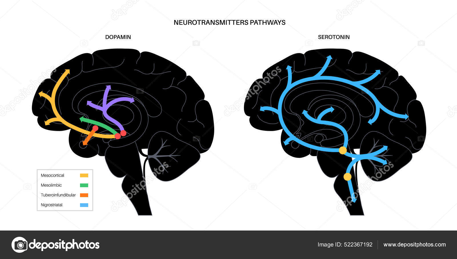 Serotonin and dopamine pathway Stock Vector by ©Pikovit 522367192