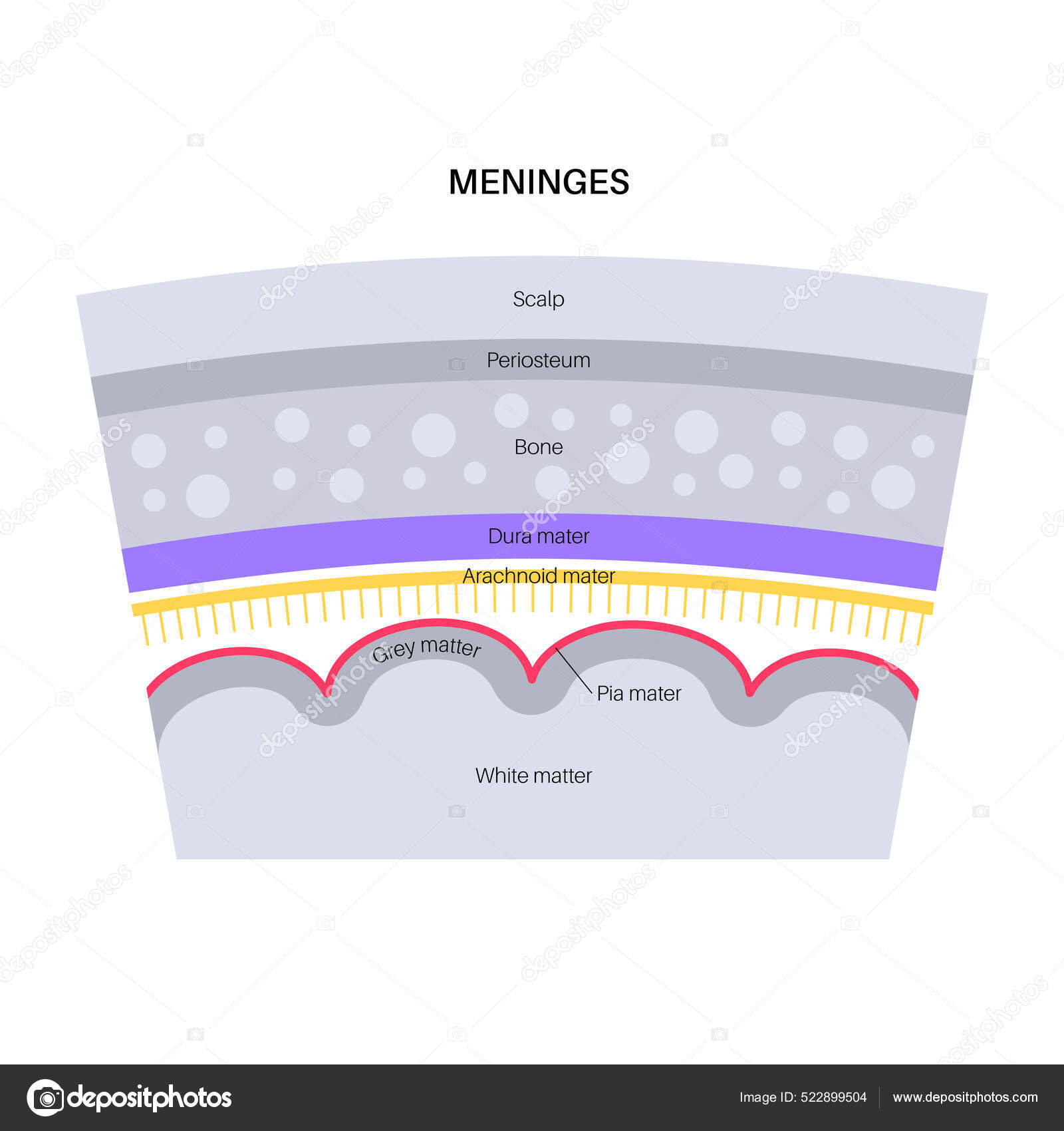 Meninges Do Cérebro E Da Medula Espinhal