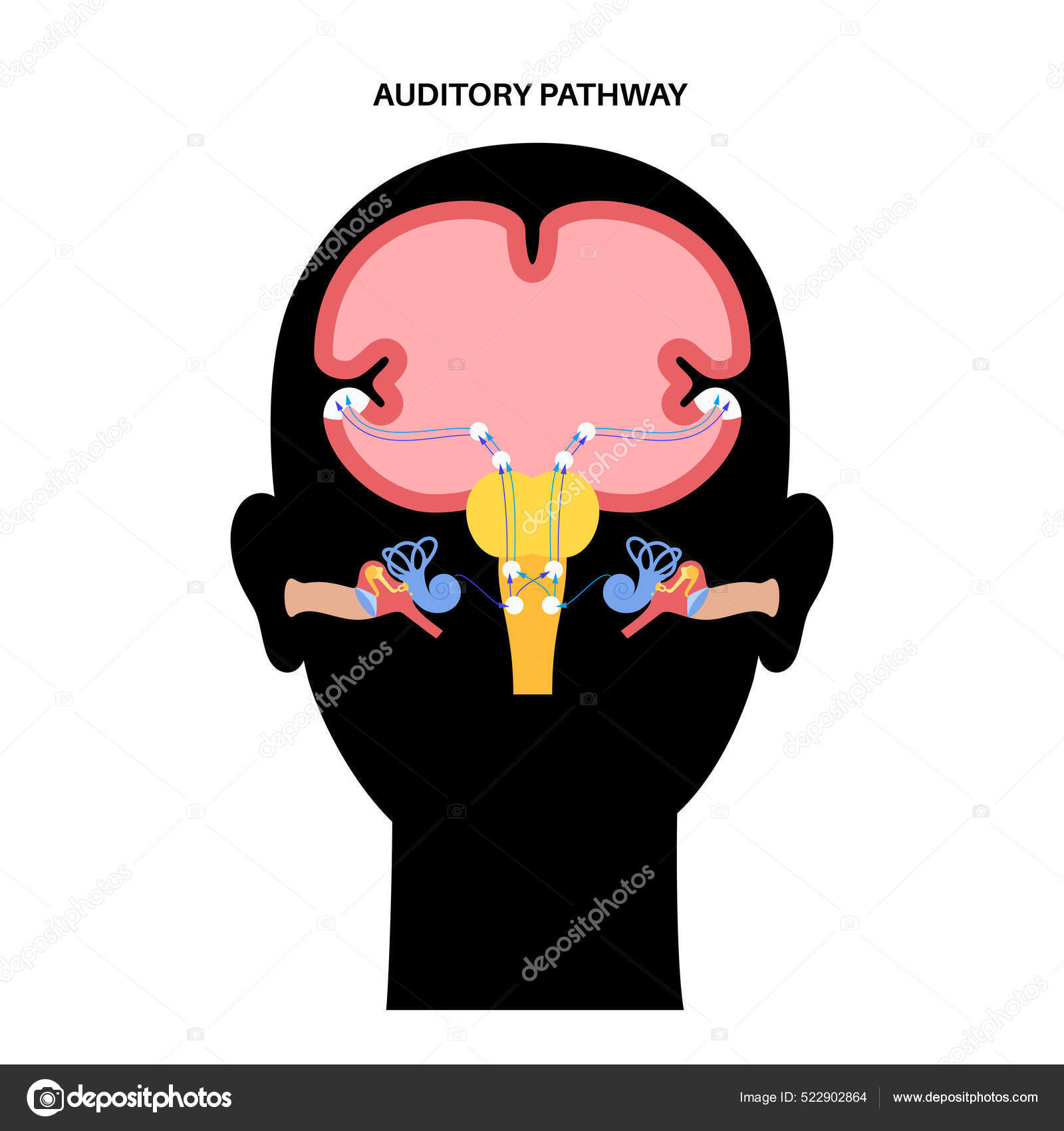 Diagrama de la vía auditiva Vector de Stock de ©Pikovit 522902864