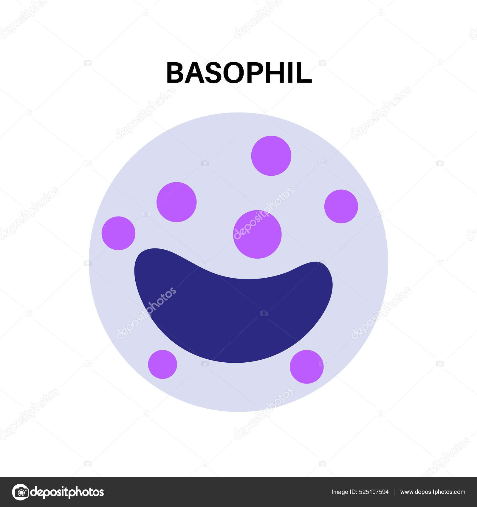 Basophil anatomical icon Stock Vector Image by ©Pikovit #525107594